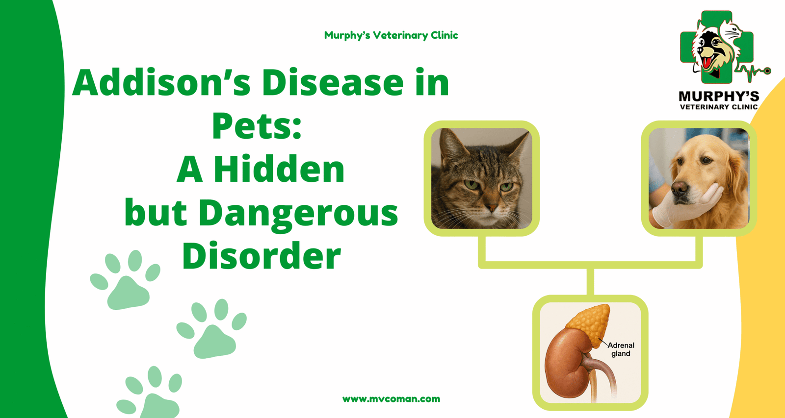 Addison’s Disease in Pets - MURPHYS Veterinary Clinic