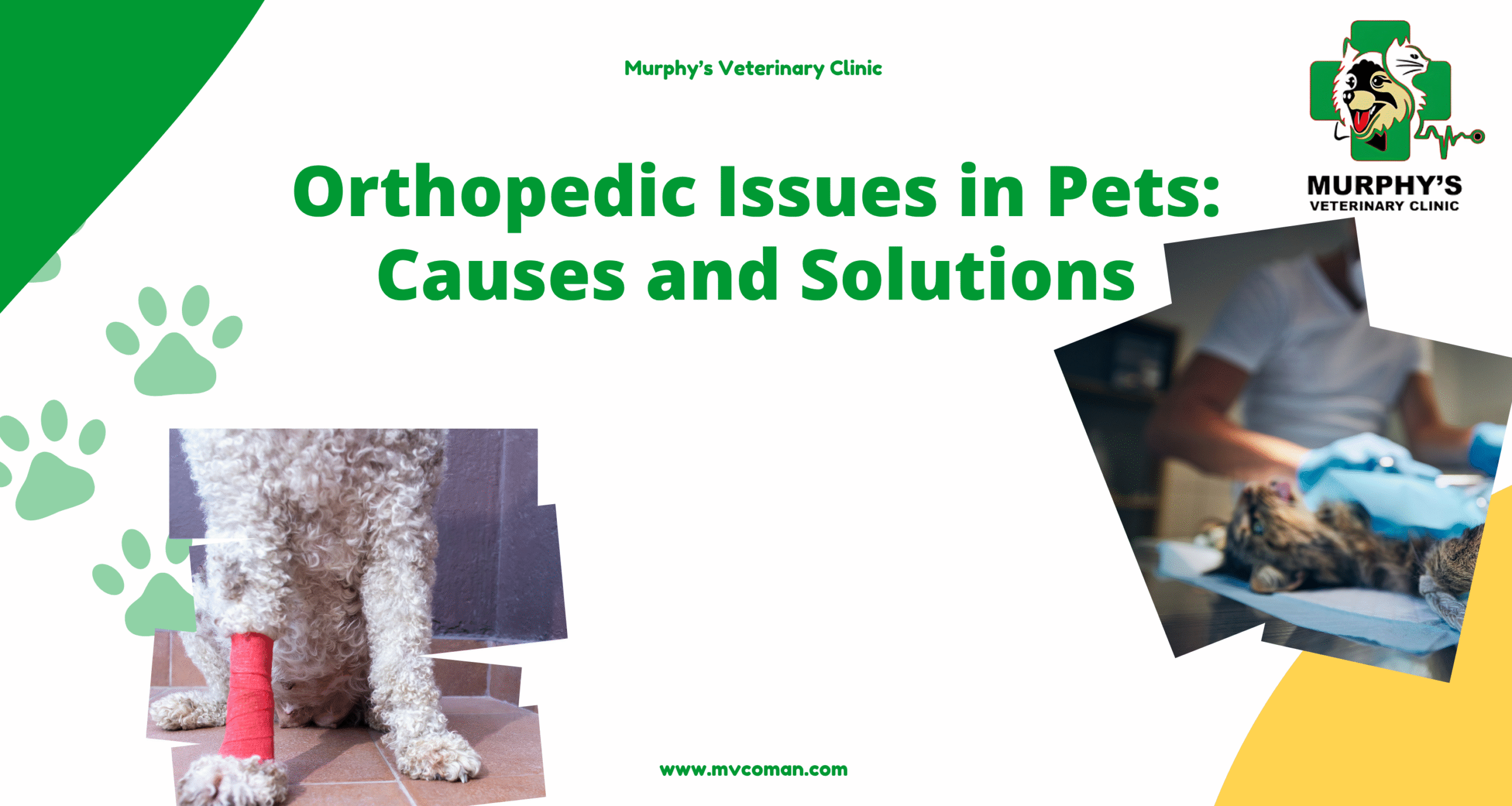 Orthopedic Issues in Pets: Causes and Solutions - MURPHYS Veterinary Clinic