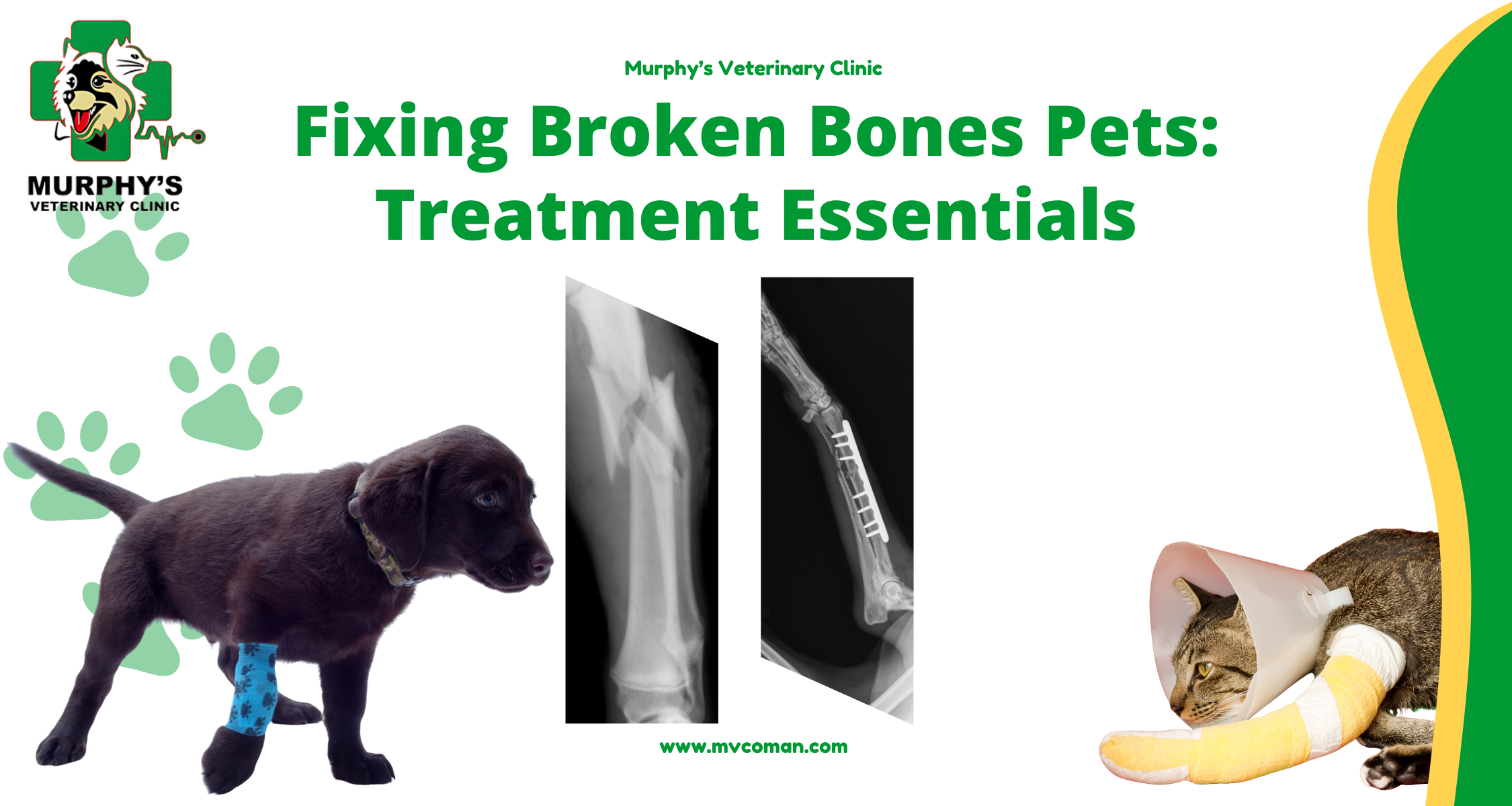 Fixing Broken Bones Pets: Treatment Essentials - MURPHYS Veterinary Clinic