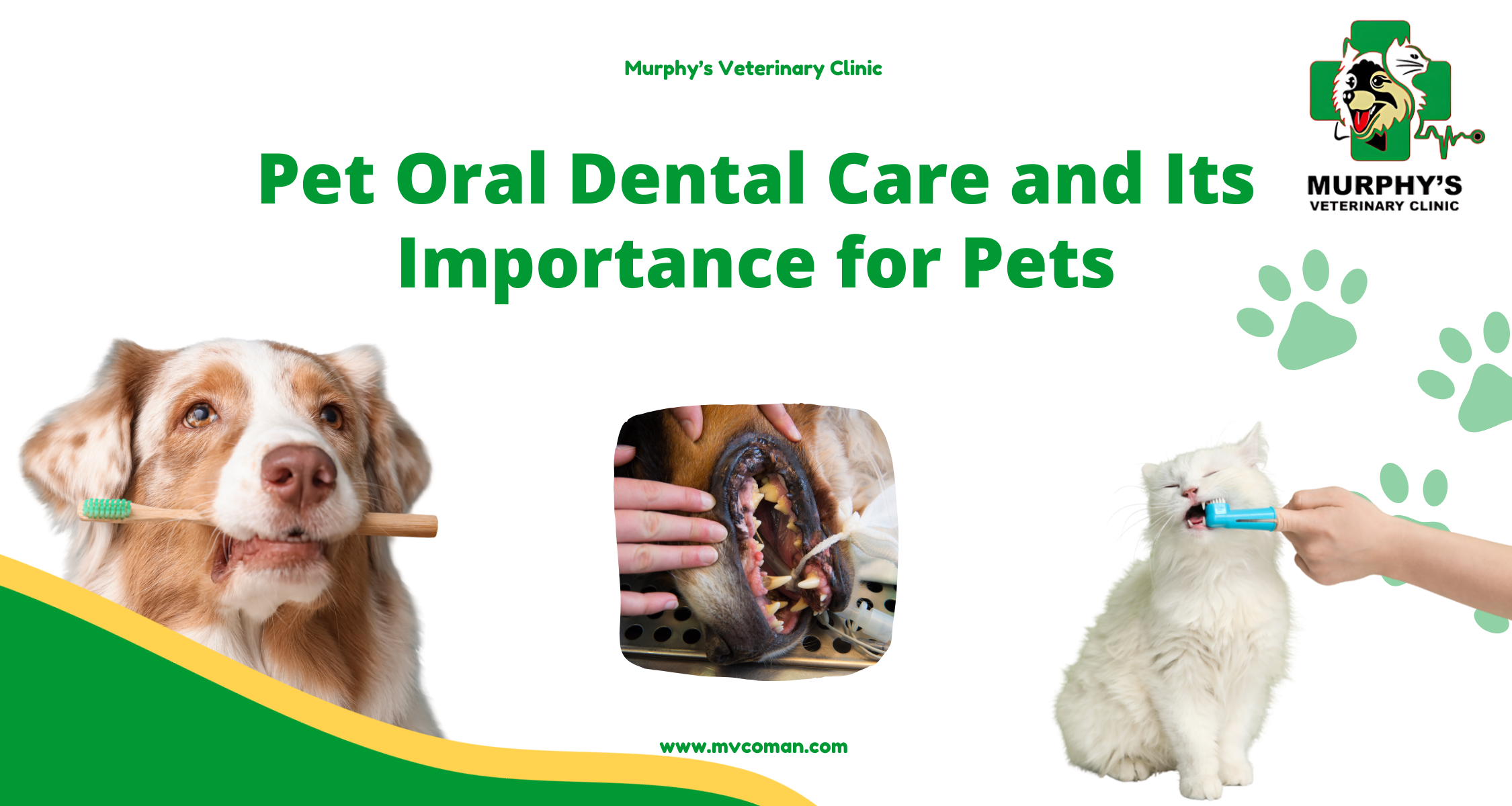 Pet Oral Dental Care and Its Importance for Pets - MURPHYS Veterinary ...