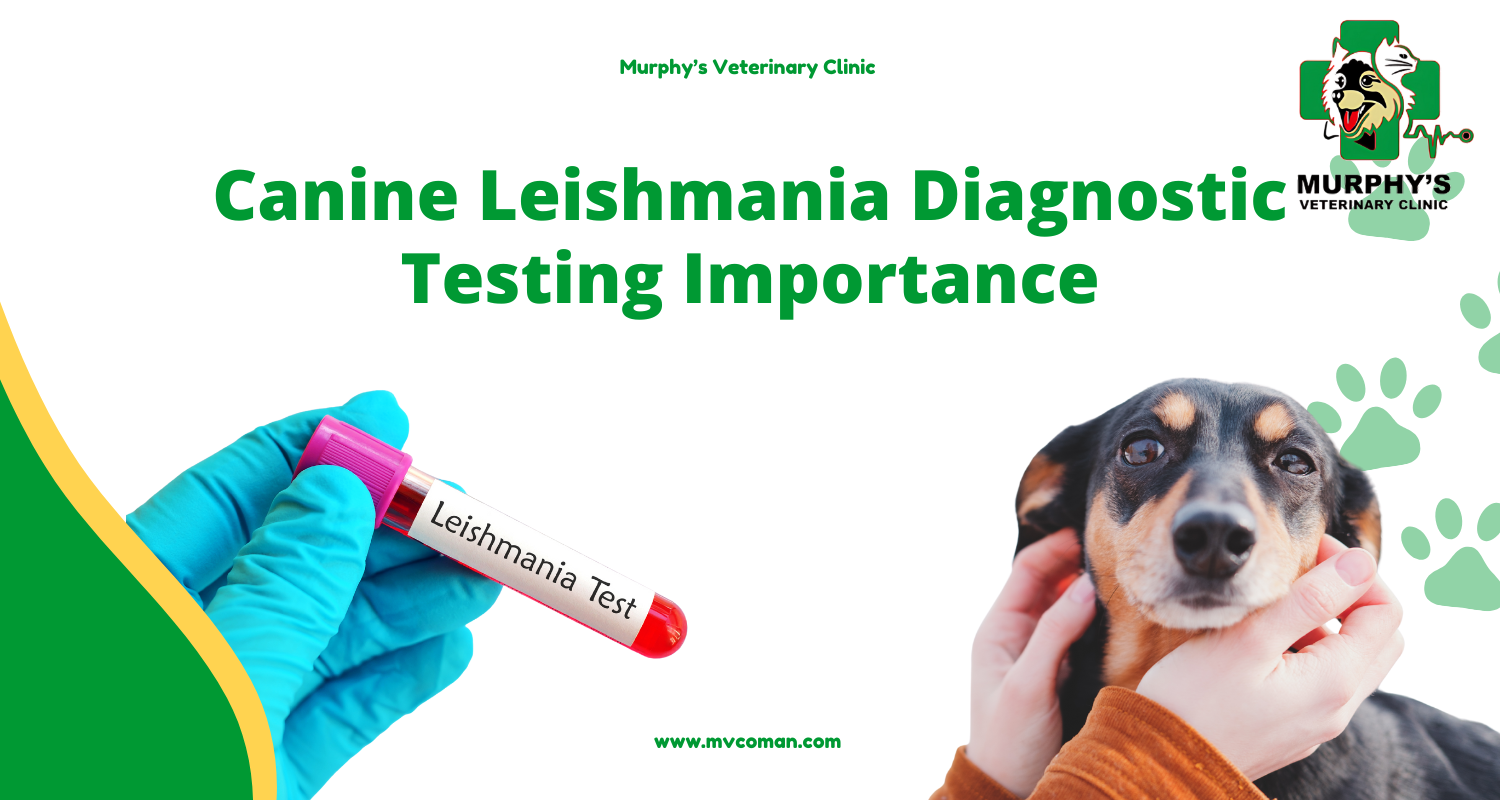 Canine Leishmania Diagnostic Testing Importance - MURPHYS Veterinary Clinic
