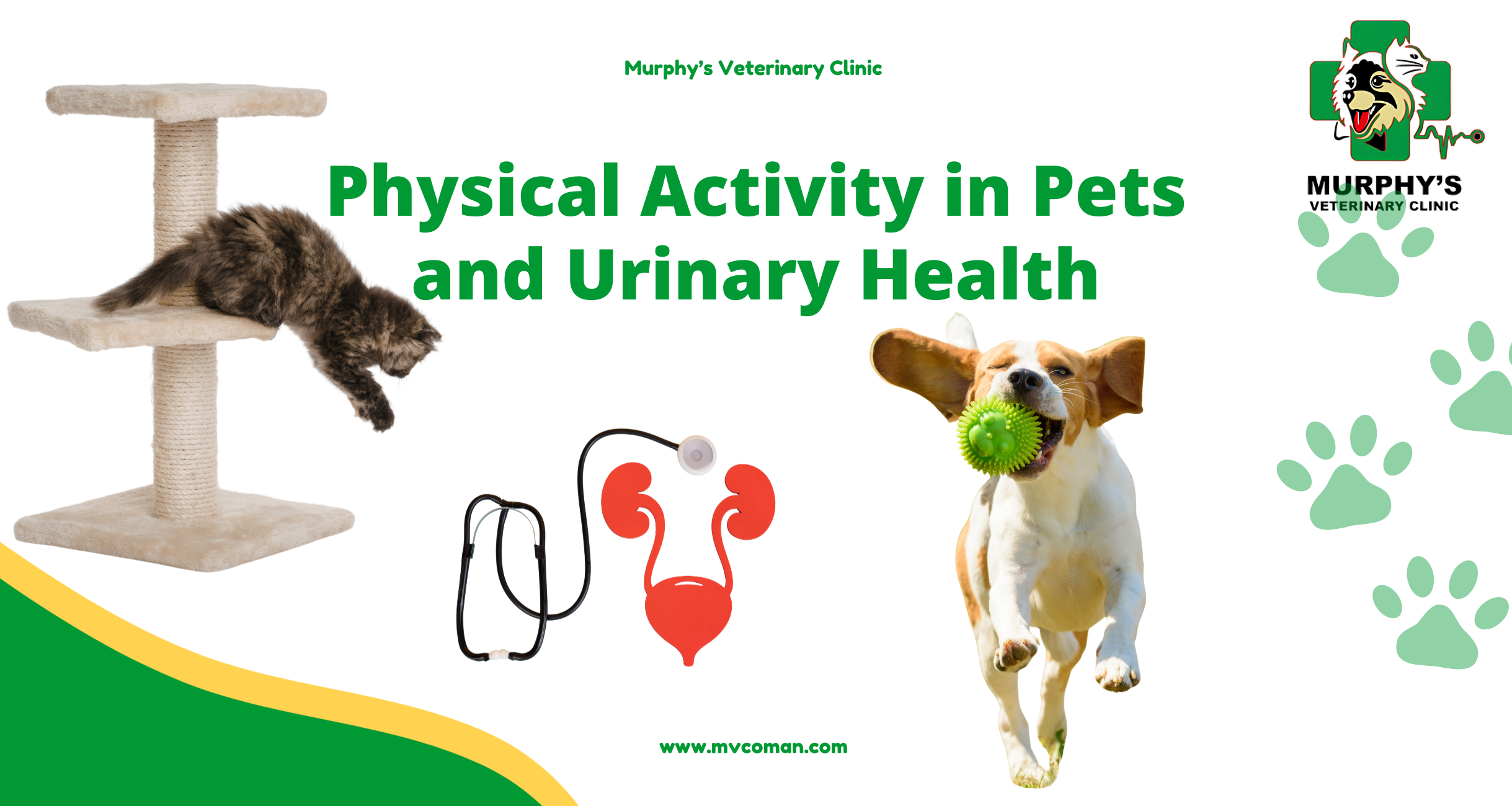 Physical Activity in Pets and Urinary Health - MURPHYS Veterinary Clinic